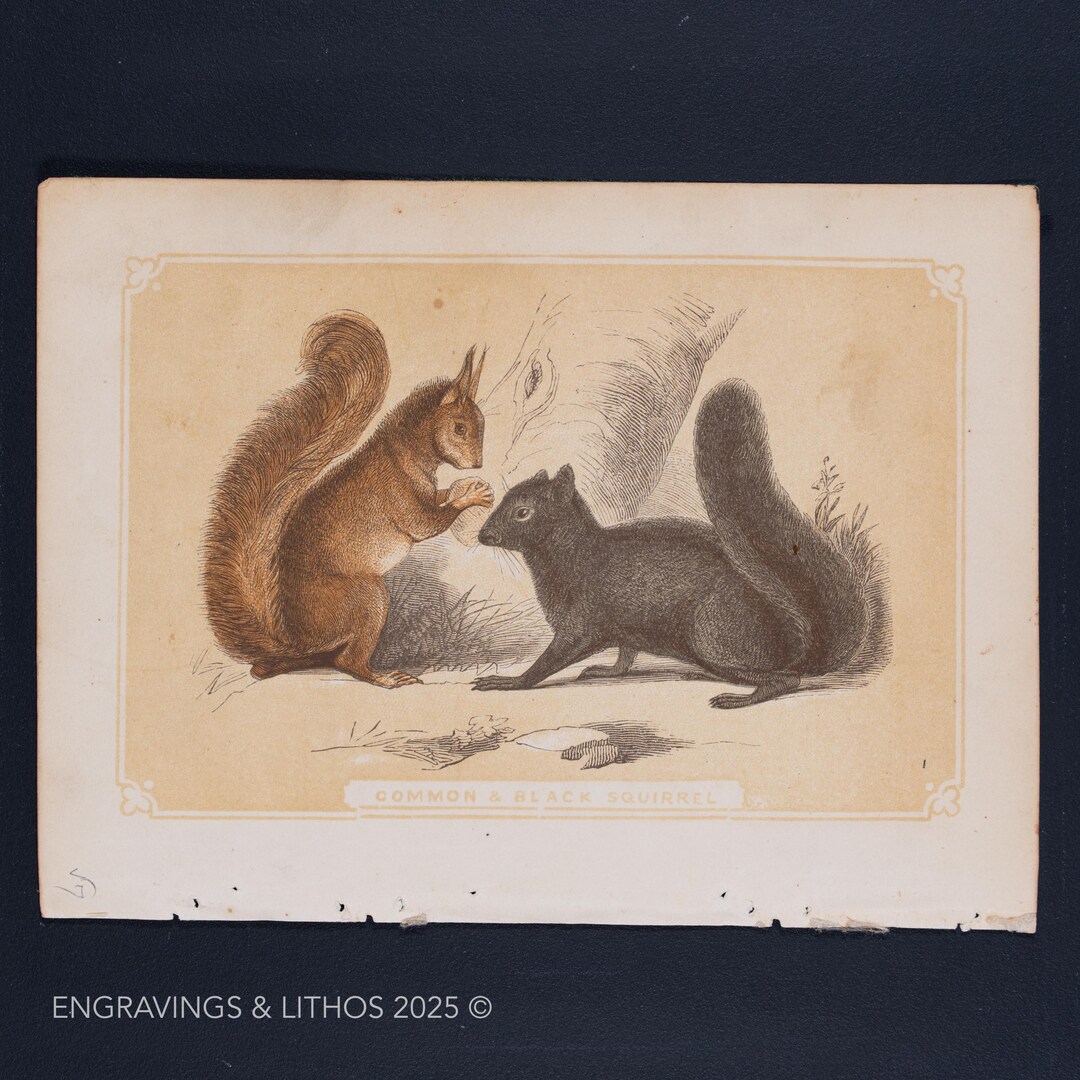 1851 COMMON and BLACK SQUIRRELS – Antique Lithograph – Original the ...