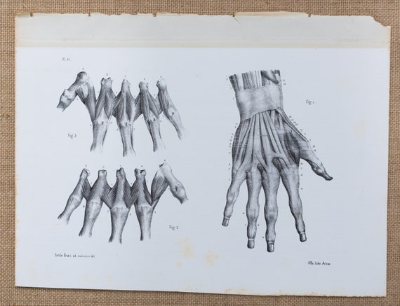 Hand Anatomy RARE ORIGINAL PRINT From Atlas D'anatomie - Etsy