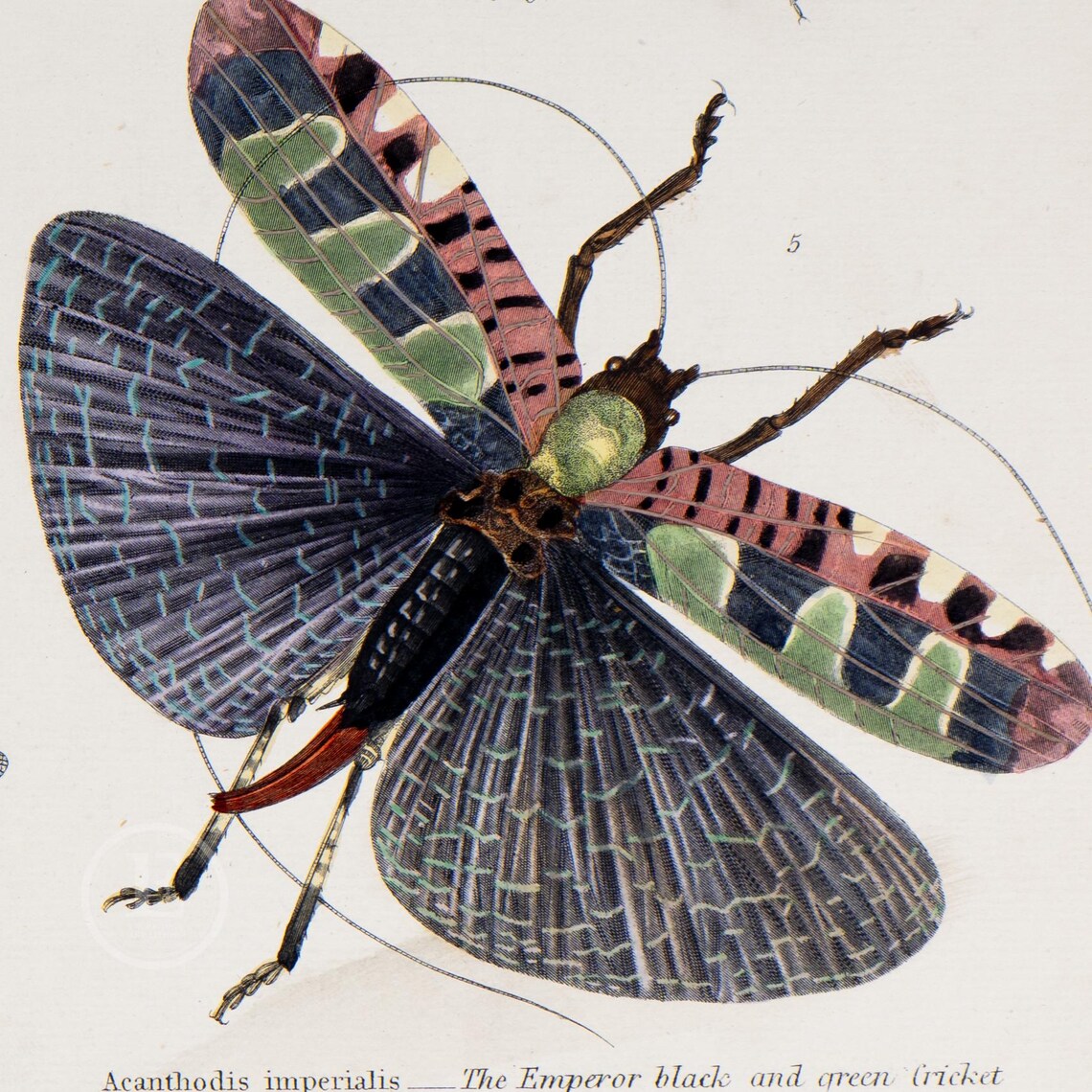1859 INSECTS: Earwig, Praying Mantis, Emperor Cricket, Grasshopper ...