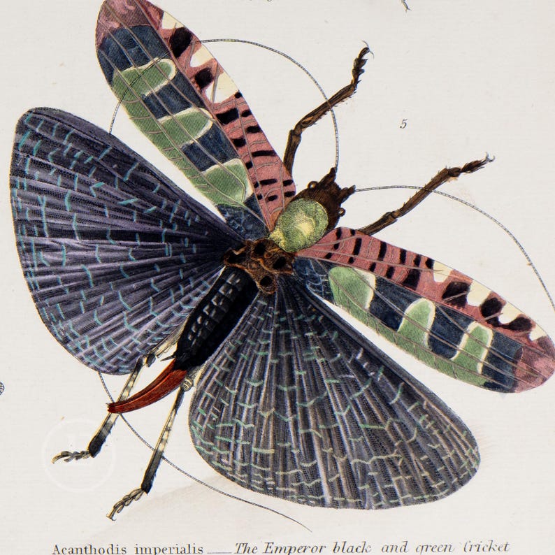 1859 INSECTS: Earwig, Praying Mantis, Emperor Cricket, Grasshopper ...