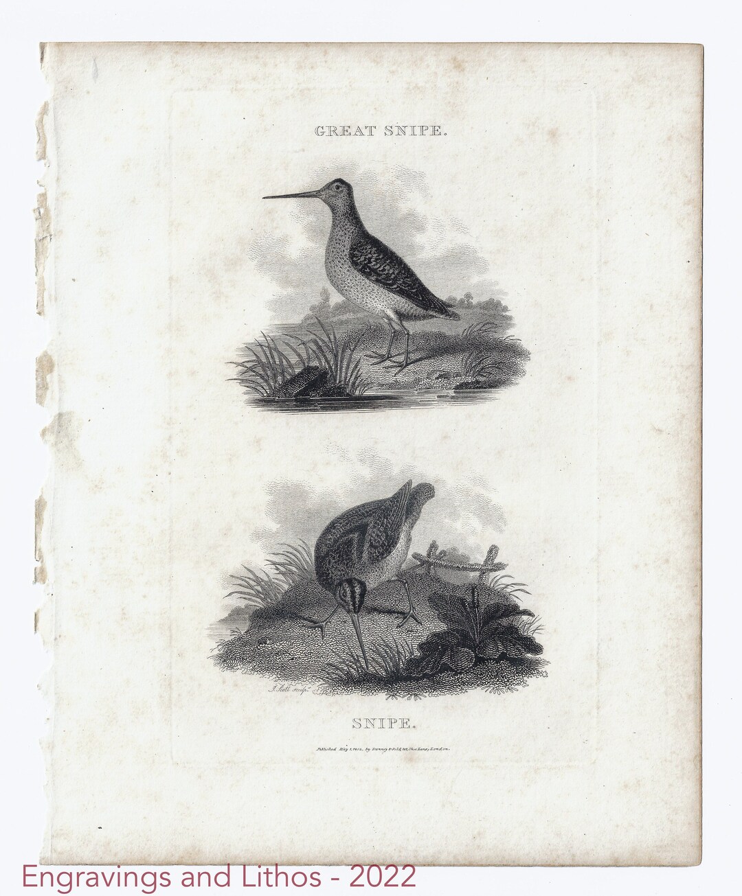 Great Snipe & Snipe - Original Lithography Out of "rural Sports" 1813 ...
