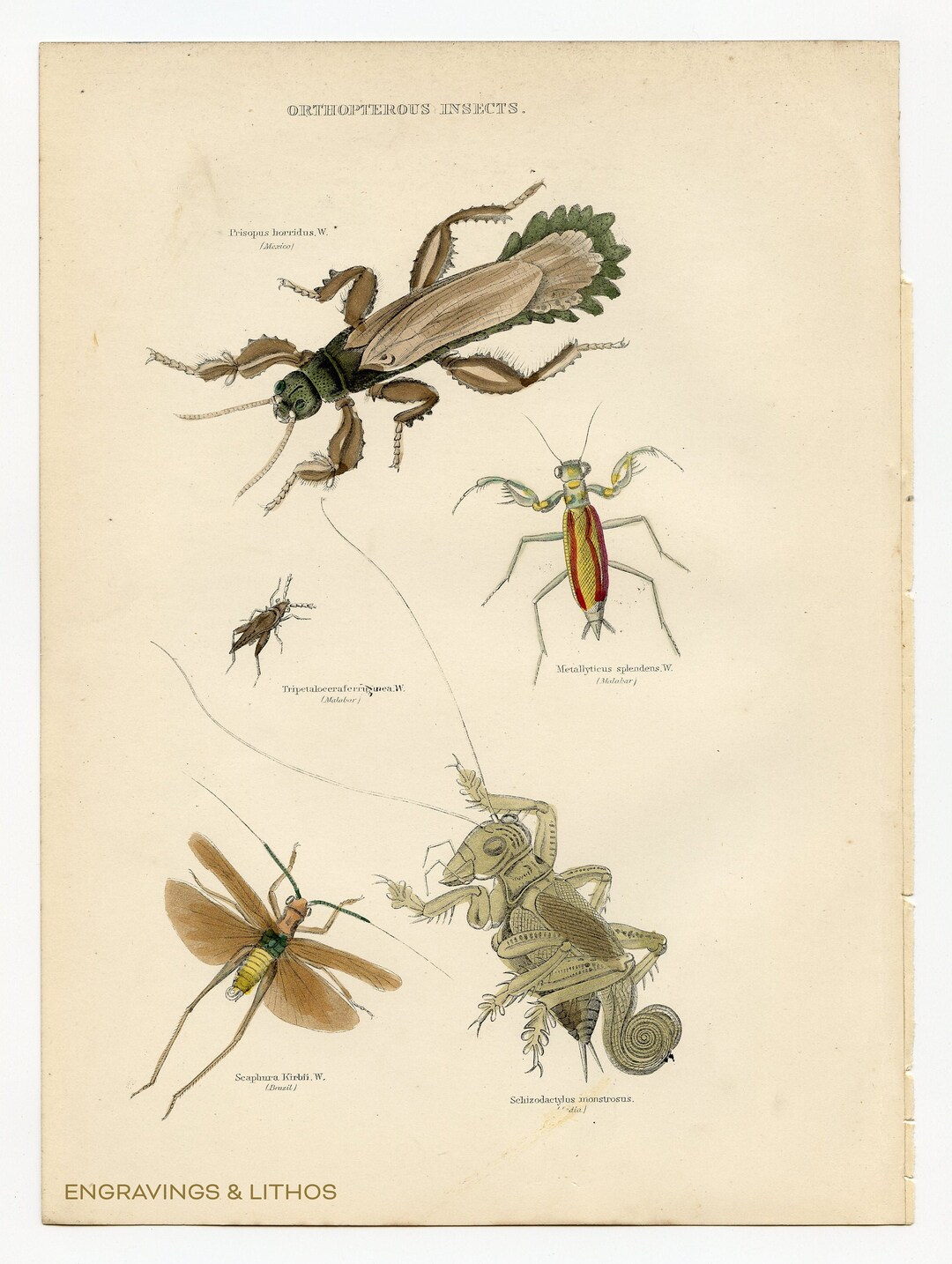Orthopterous Insects- Exquisite Plate - RARE ORIGINAL PRINT From ...