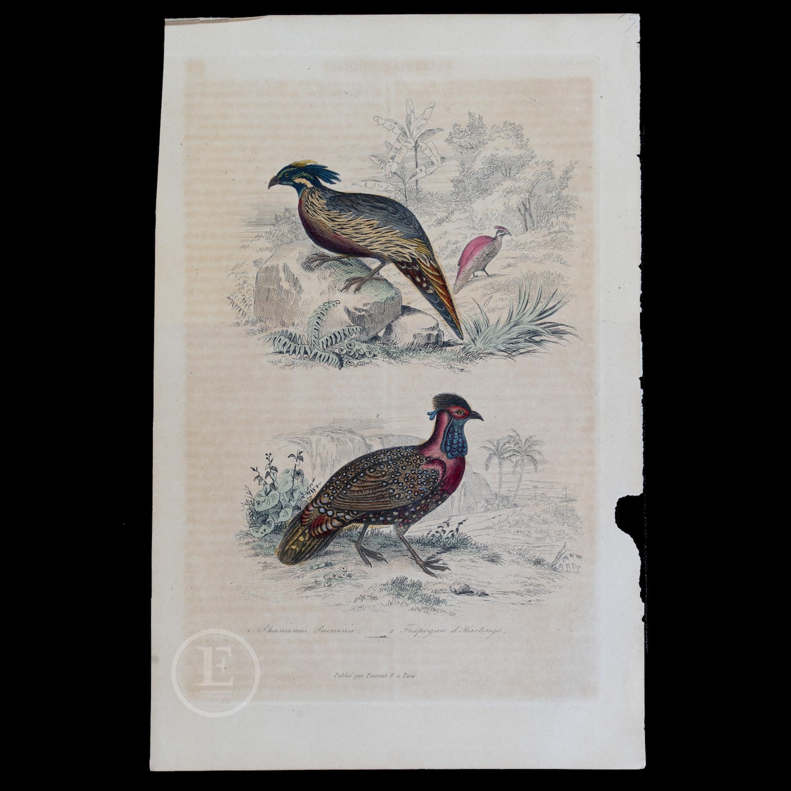 1840 PHEASANT: Ring-neck, Horned - Hand-colored Steel Engraving With ...