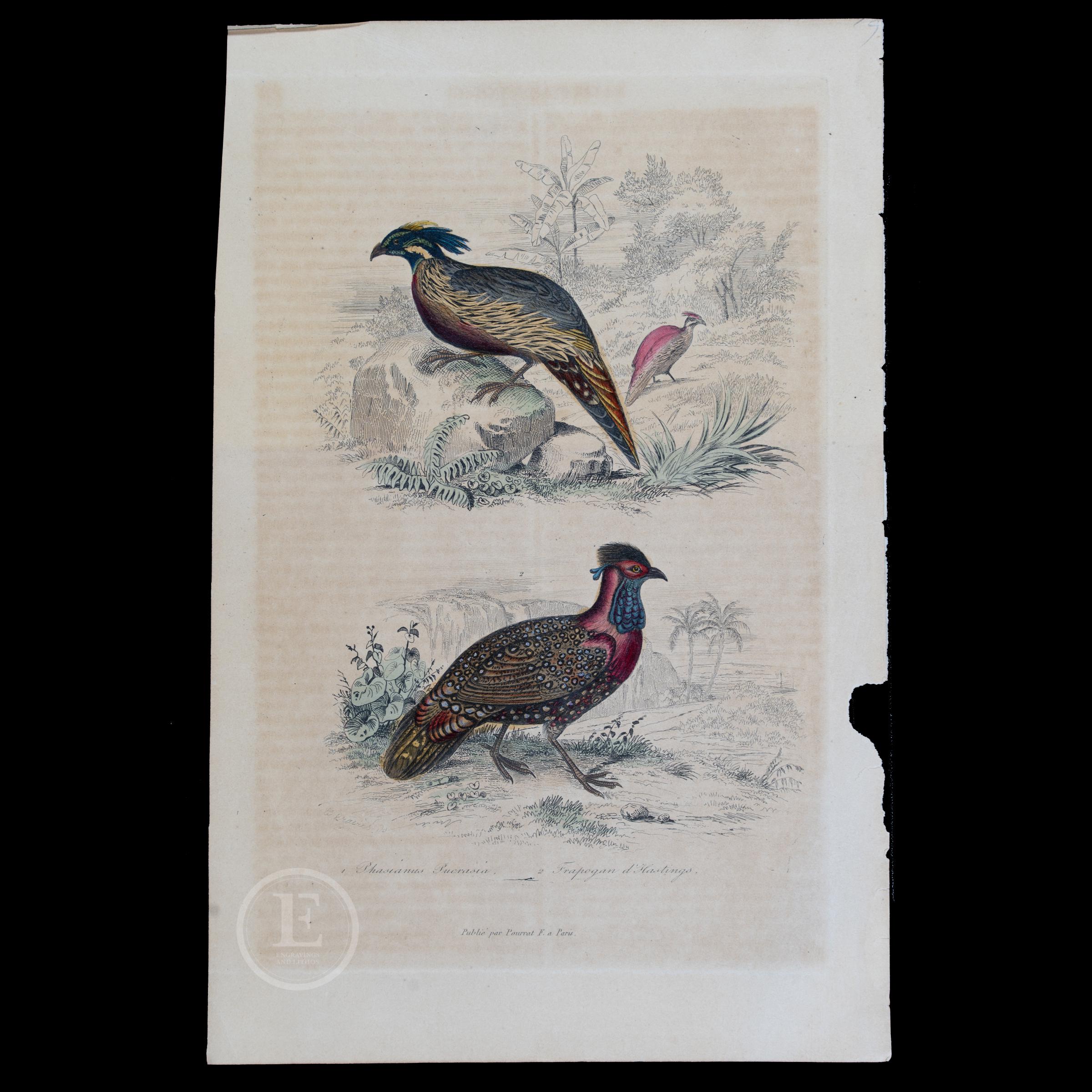 1840 PHEASANT: Ring-neck, Horned Hand-colored Steel Engraving With Gum ...