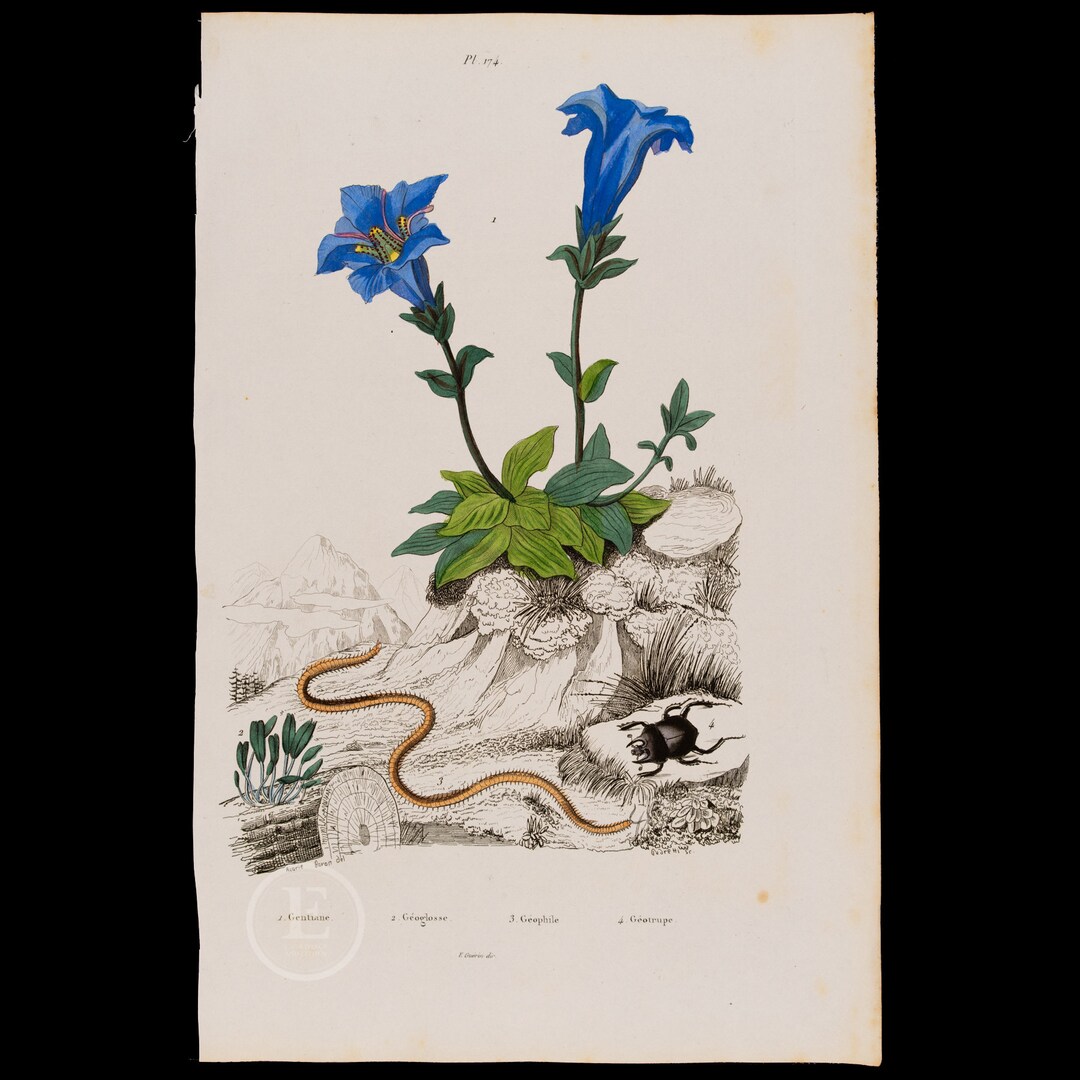 1837 Gentian, Centipede, Scarab Beetle - Very Rare Engraving ...