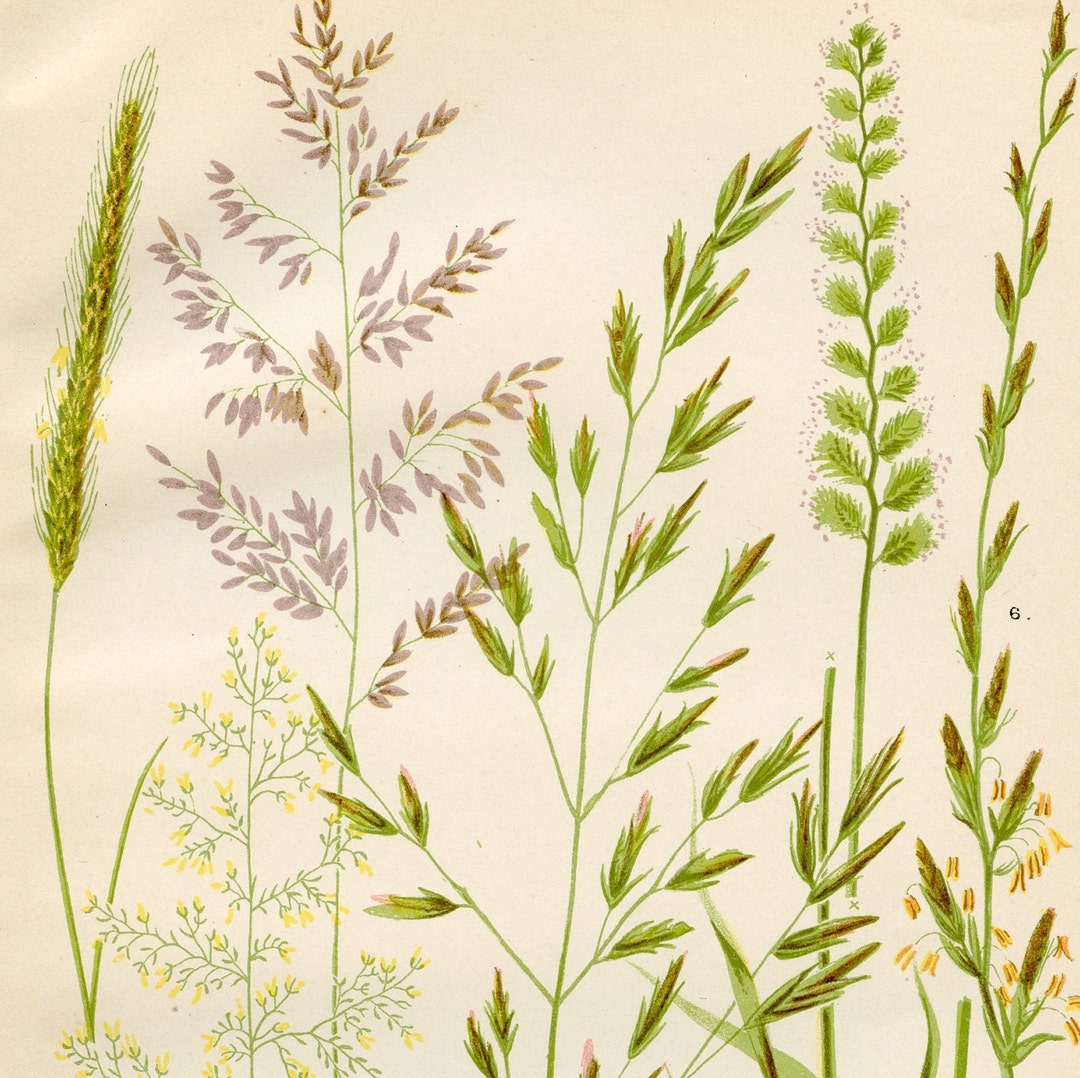 Maize Corn Plant / Chromolithograph - Rare/original From "leerboek Der ...