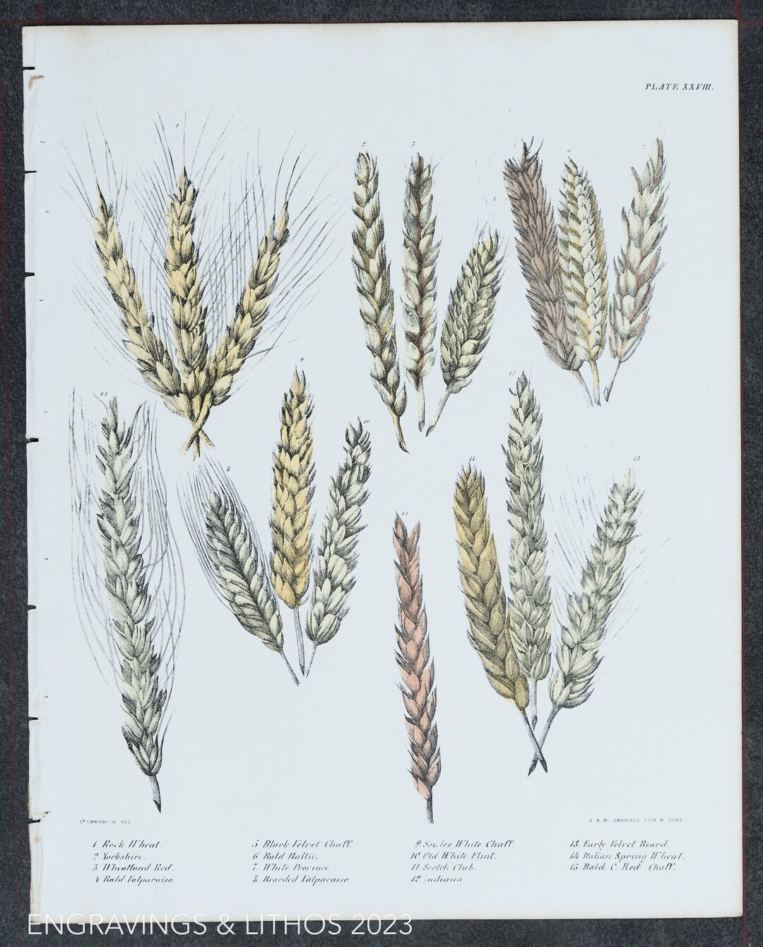 1849 Strains of Wheat - Very RARE Original Chromolithography From the ...