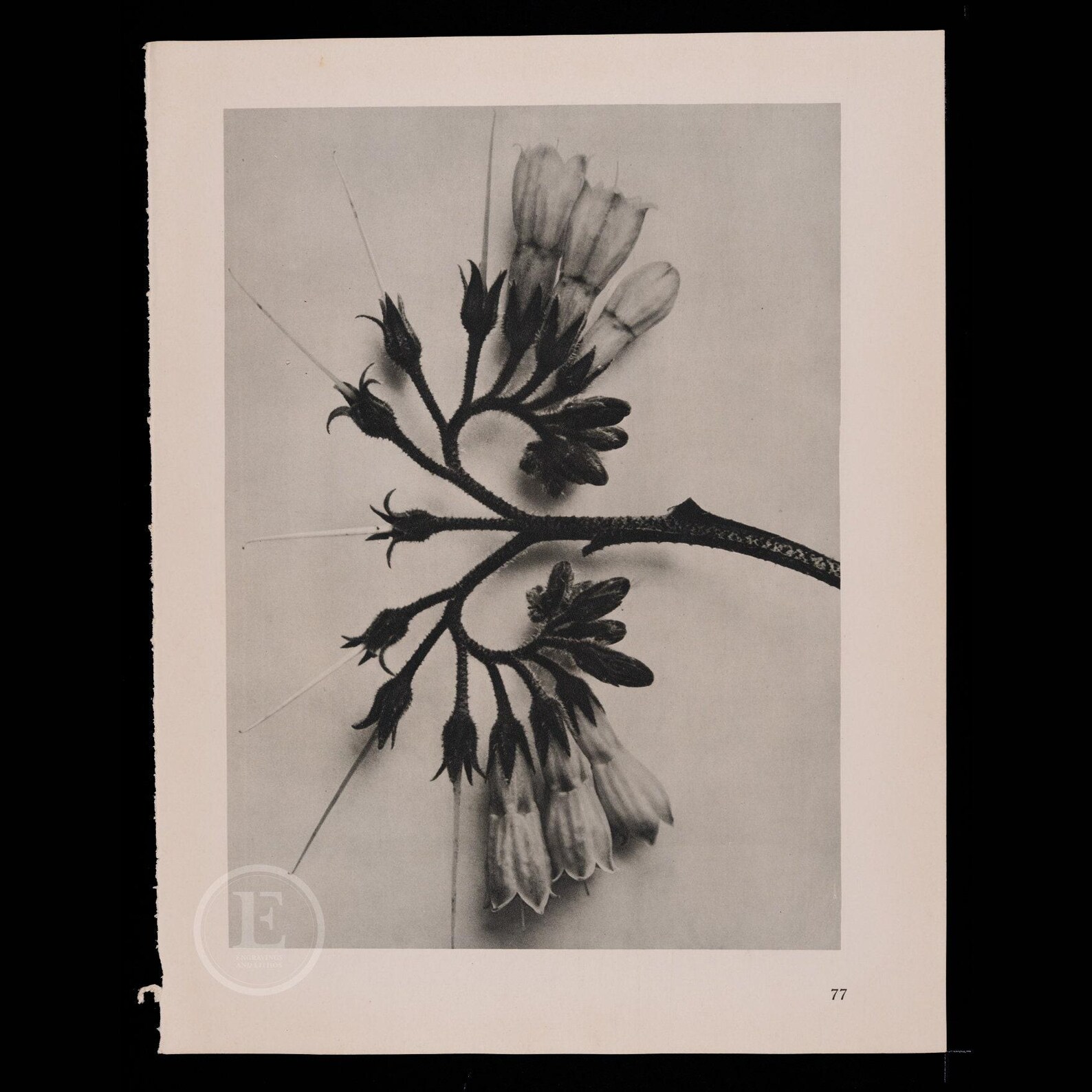 1935 - Common Comfrey - Bear's Breeches – Karl Blossfeldt Botanical ...