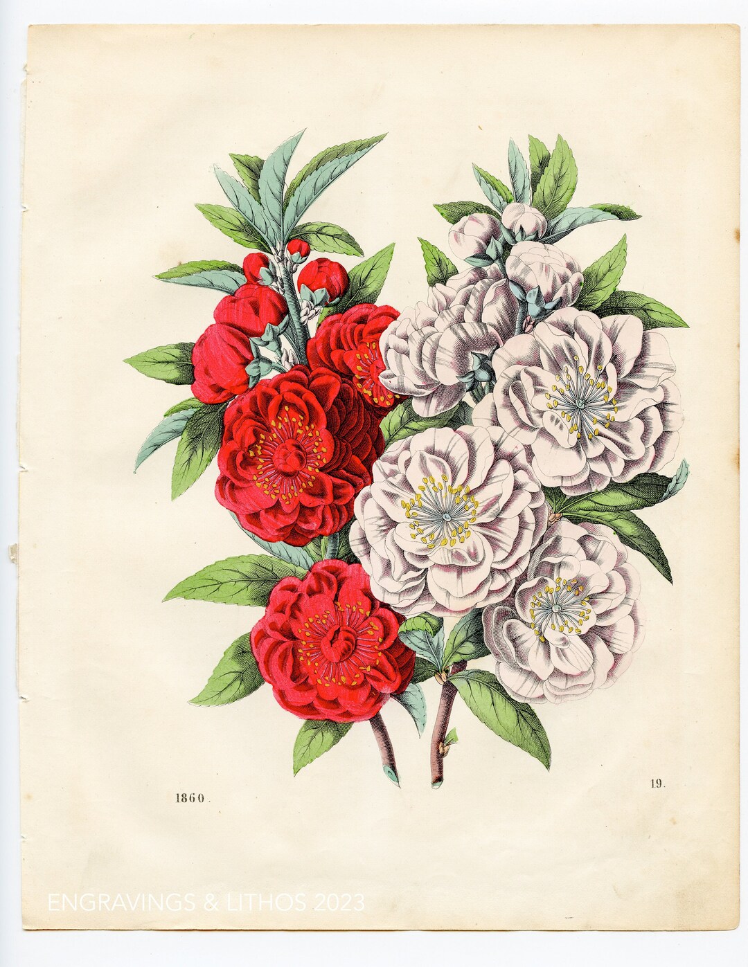 1860 Roses of Peach Tree - VERY RARE - Original Lithography Out of ...