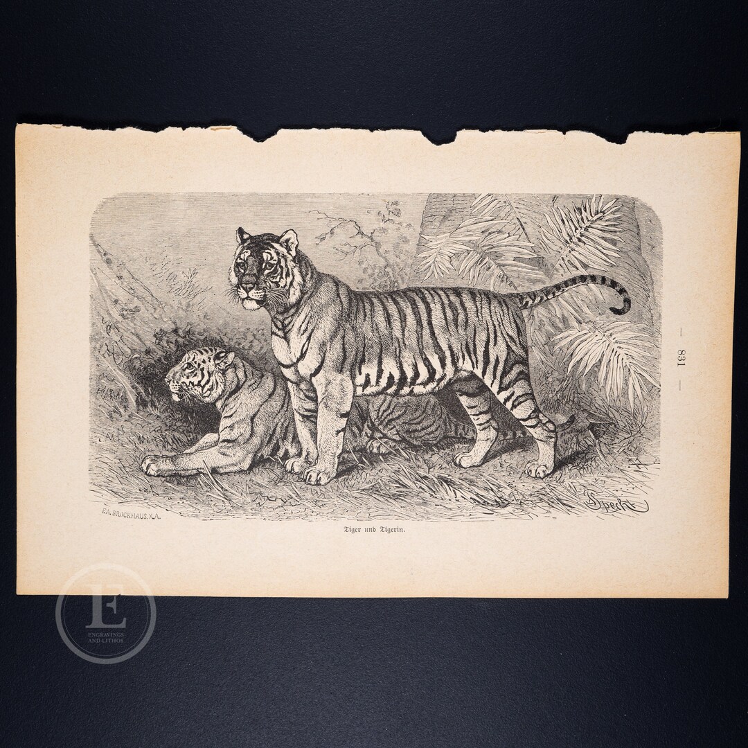 Tiger and Tigress Original Black and White Lithography the - Etsy