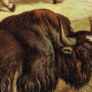1880 - Musk Ox, Cape Buffalo, Yak - Original Litho From "johnson's ...