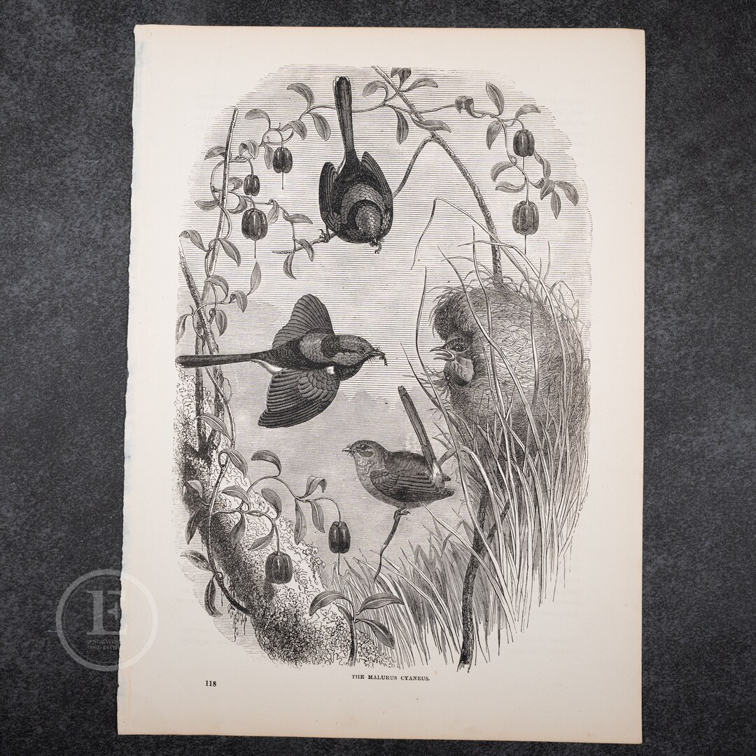 1857 the Malurus Cyaneus - Original Steel Engraving From Cassell's ...