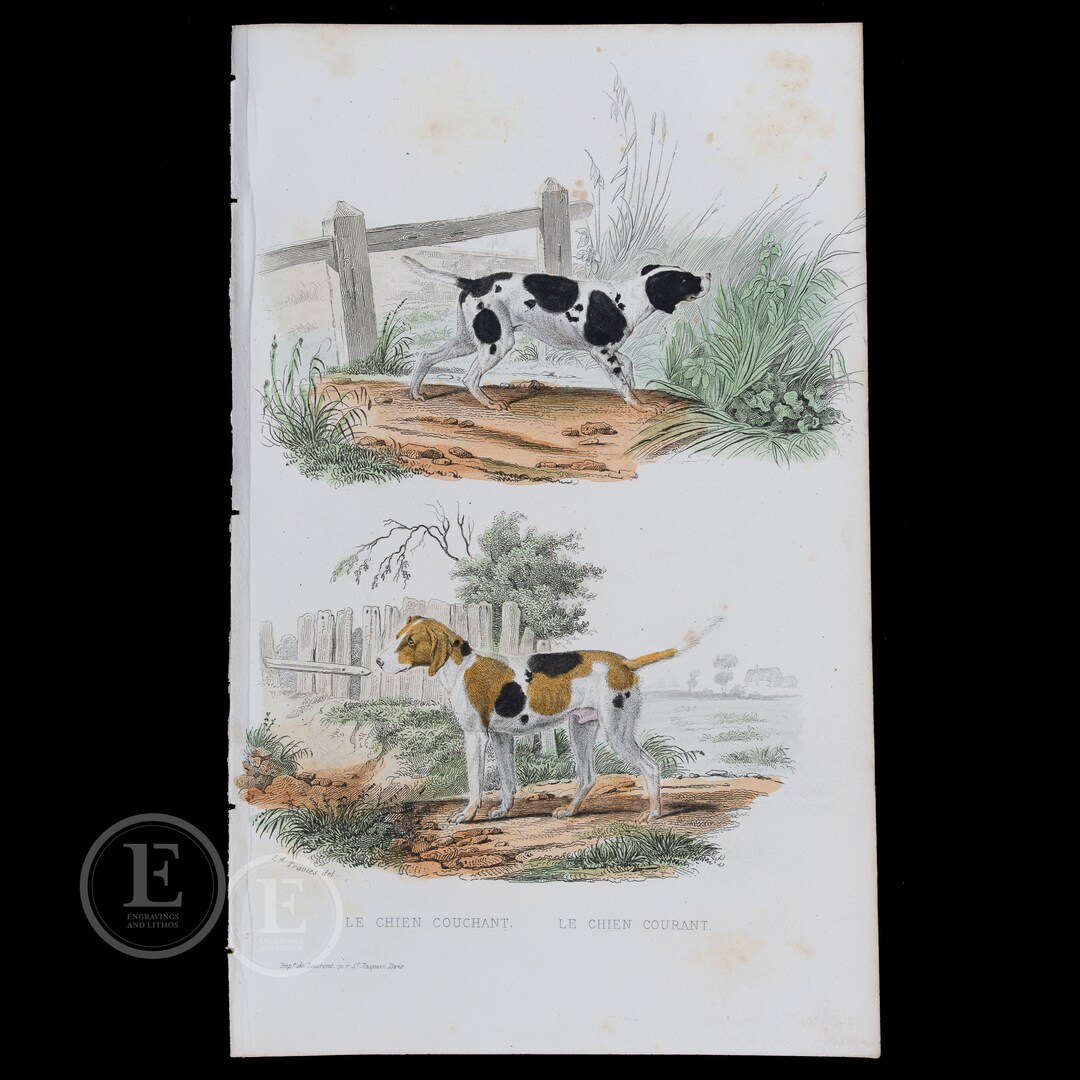 1845 DOGS: POINTER and FOXHOUND - Authentic Steel Engraving and Hand ...