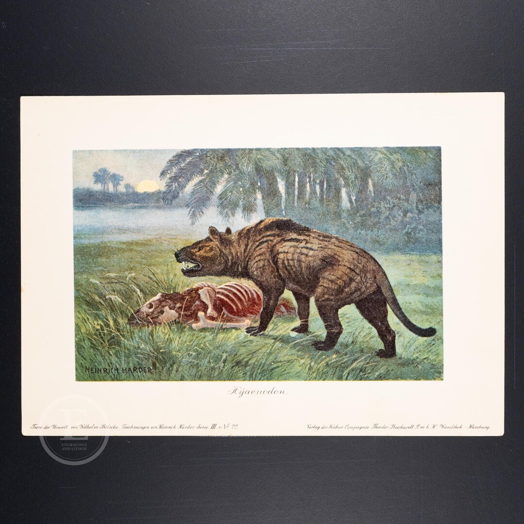 1911 HYAENODON, Ancient Carnivorous Mammals From Late Eocene - Original ...