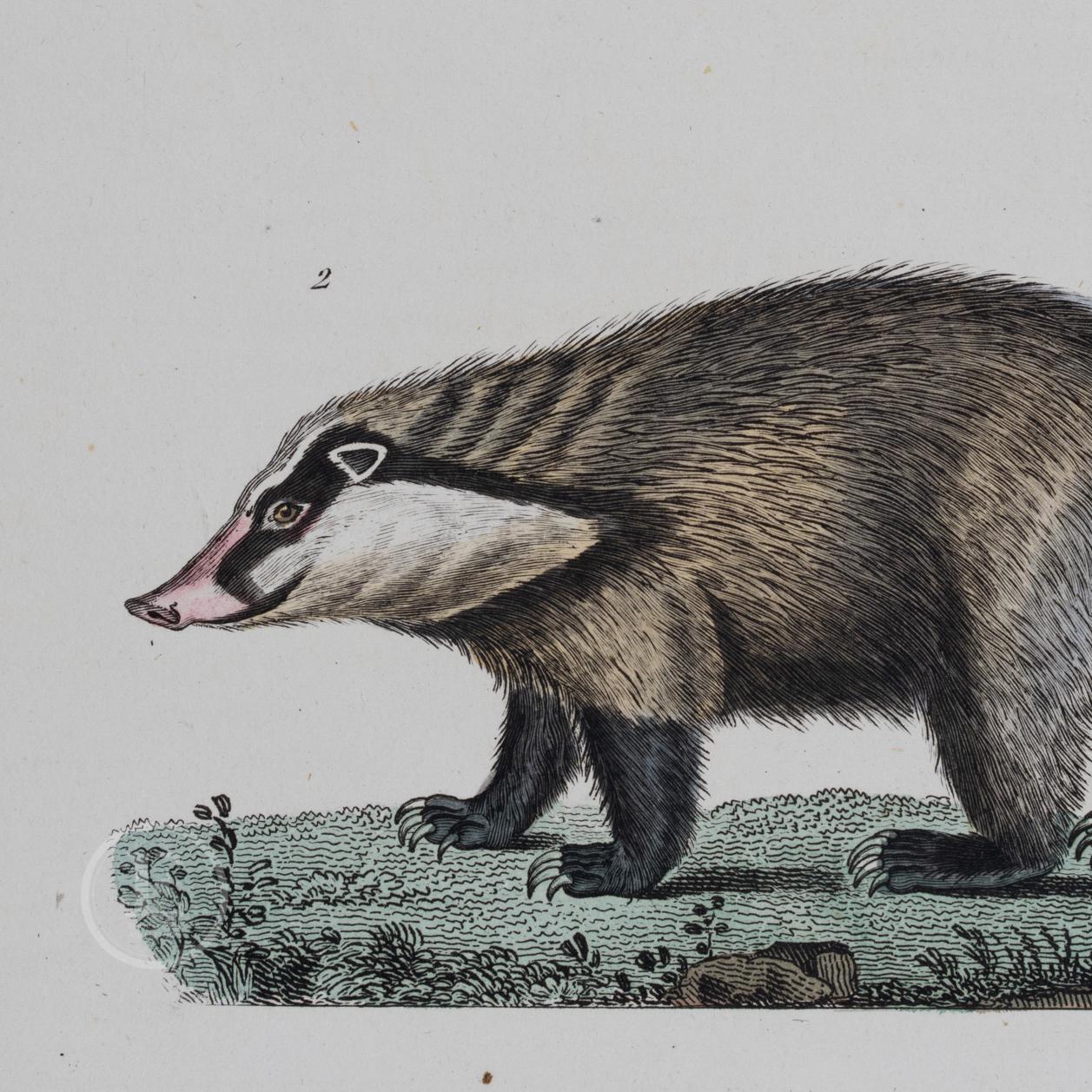 1840 Red PANDA and HOG BADGER - Hand-colored Steel Engraving With Gum ...