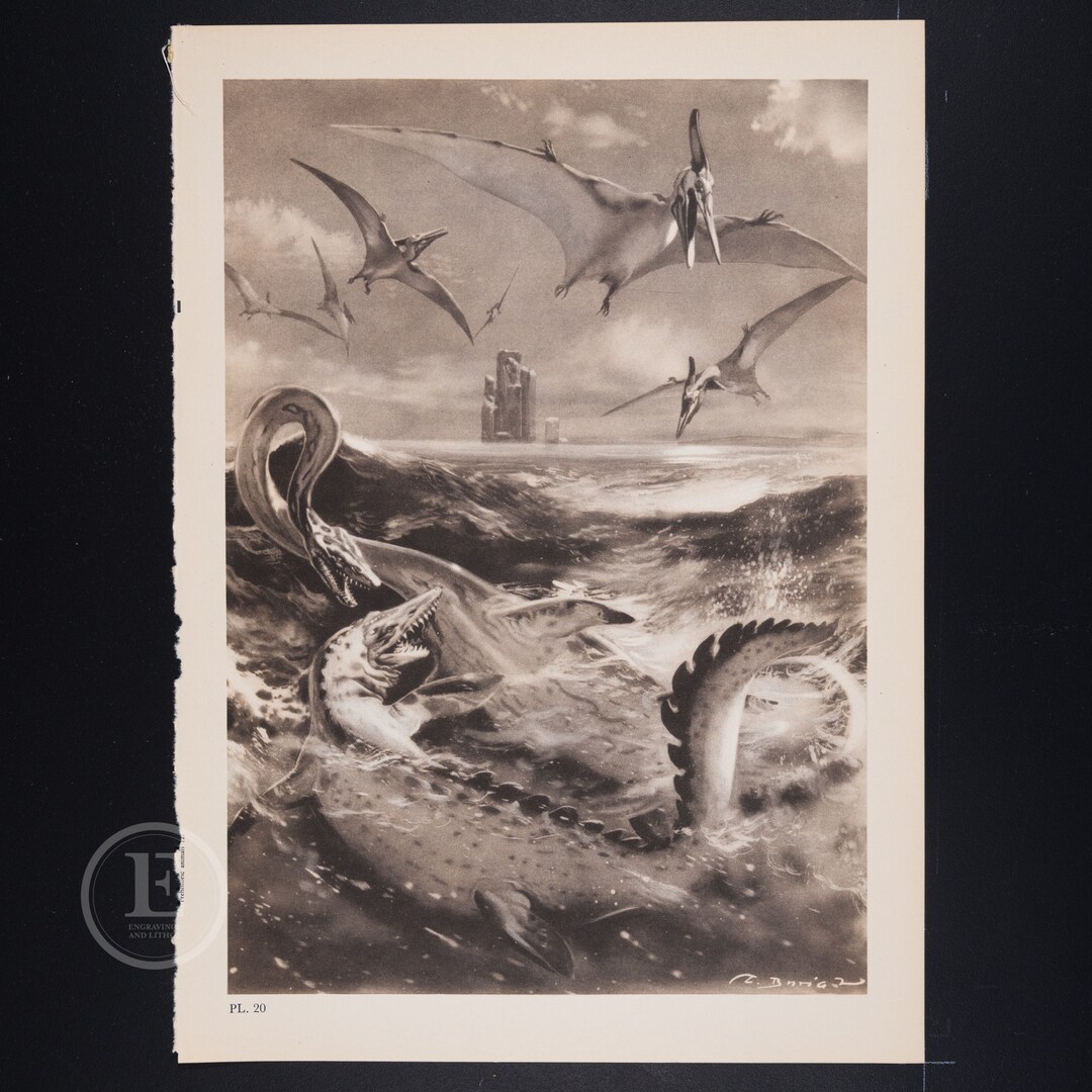 Elasmosaurus: Plesiosaur From the Late Cretaceous Period - Original ...