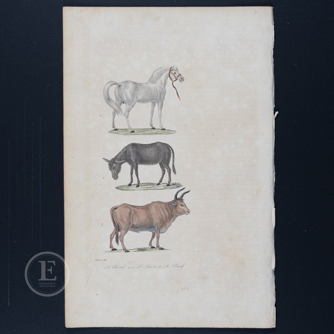 1837 HORSE, DONKEY and OX / Authentic Steel Engraving From Oeuvres ...