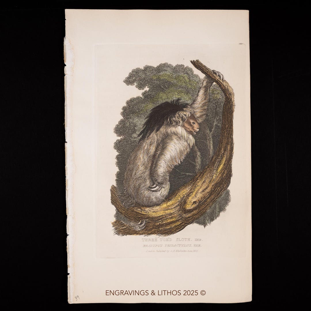 1827 Three-toed Sloth (wildlife Illustration), Hand-colored Engraving ...