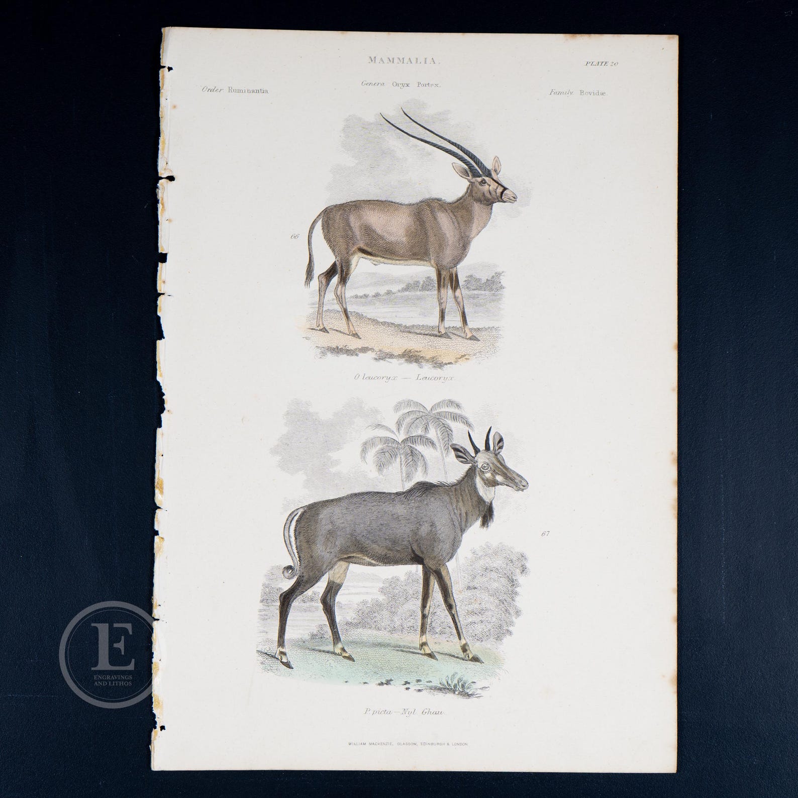 1859 MAMMALS: Antelopes- African Scimitar Oryx, Indian Nilgai - Hard to ...