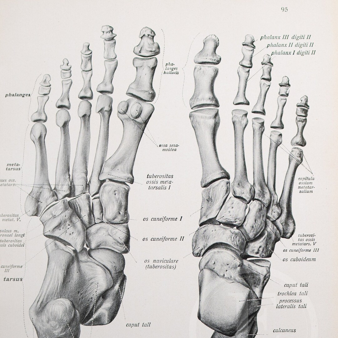 Metatarsal Bones / Tarsal Bones / Human Anatomy Descriptive Anatomy ...