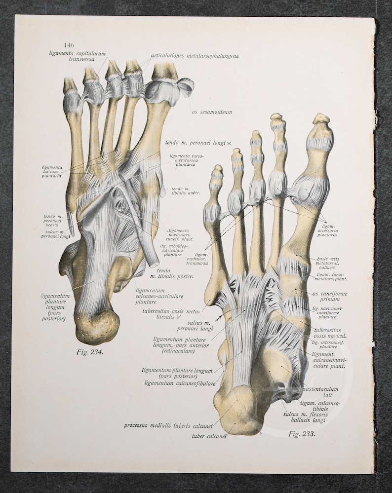 Joints and Ligaments: Foot Midfoot and Toe / Human Anatomy - Etsy