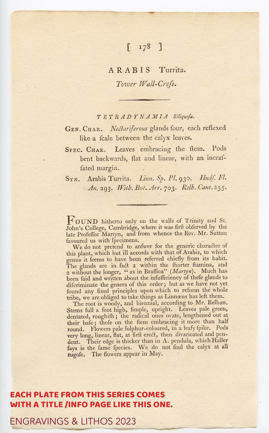 Large Bittercress, Cardamine Amara - Original Print Out of the Book ...