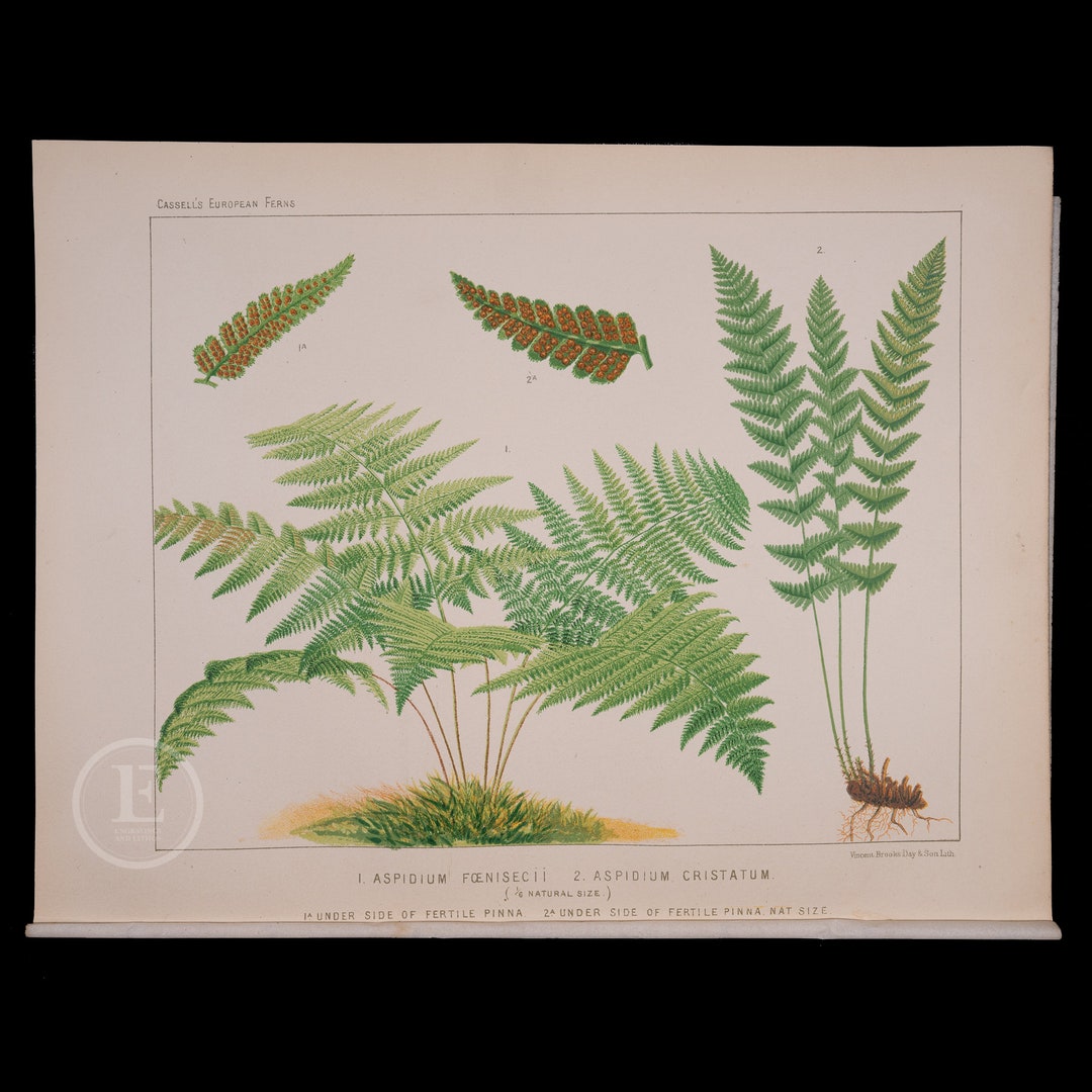 FERNS: Shield and Crested Shield Ferns - Antique Original ...