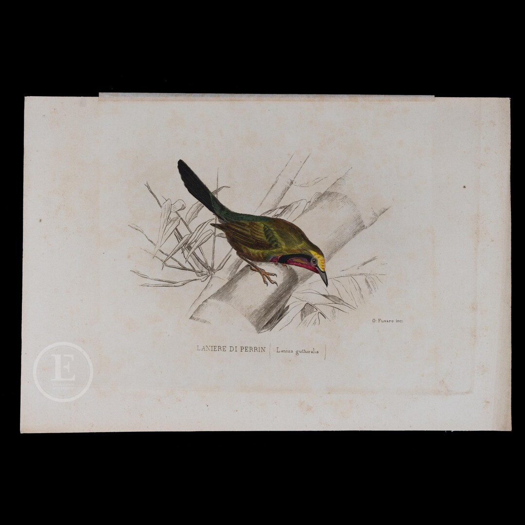 1879 RED-THROATED BUTCHER - Hand-colored Steel Engraving From “opere ...