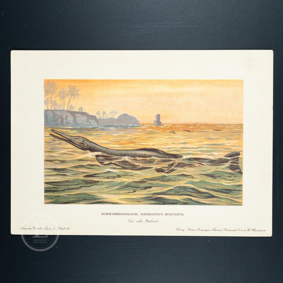 1902 GEOSAURUS, Crocodyliform From the Late Jurassic Period- Vintage ...