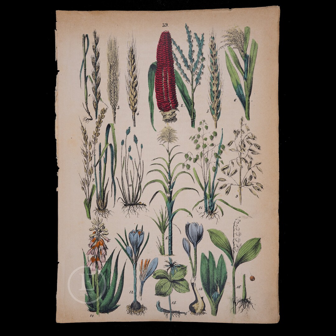 1871 Plants: Darnel, Corn, Barley, Wheat, Rye, Millet, Rice, Oat ...