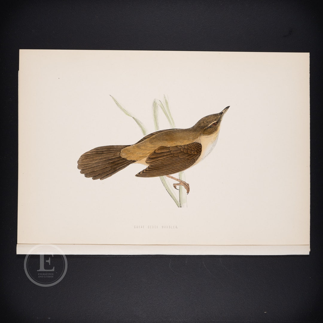 Great Sedge Warbler - British Birds - Original Steel Engraving HAND ...