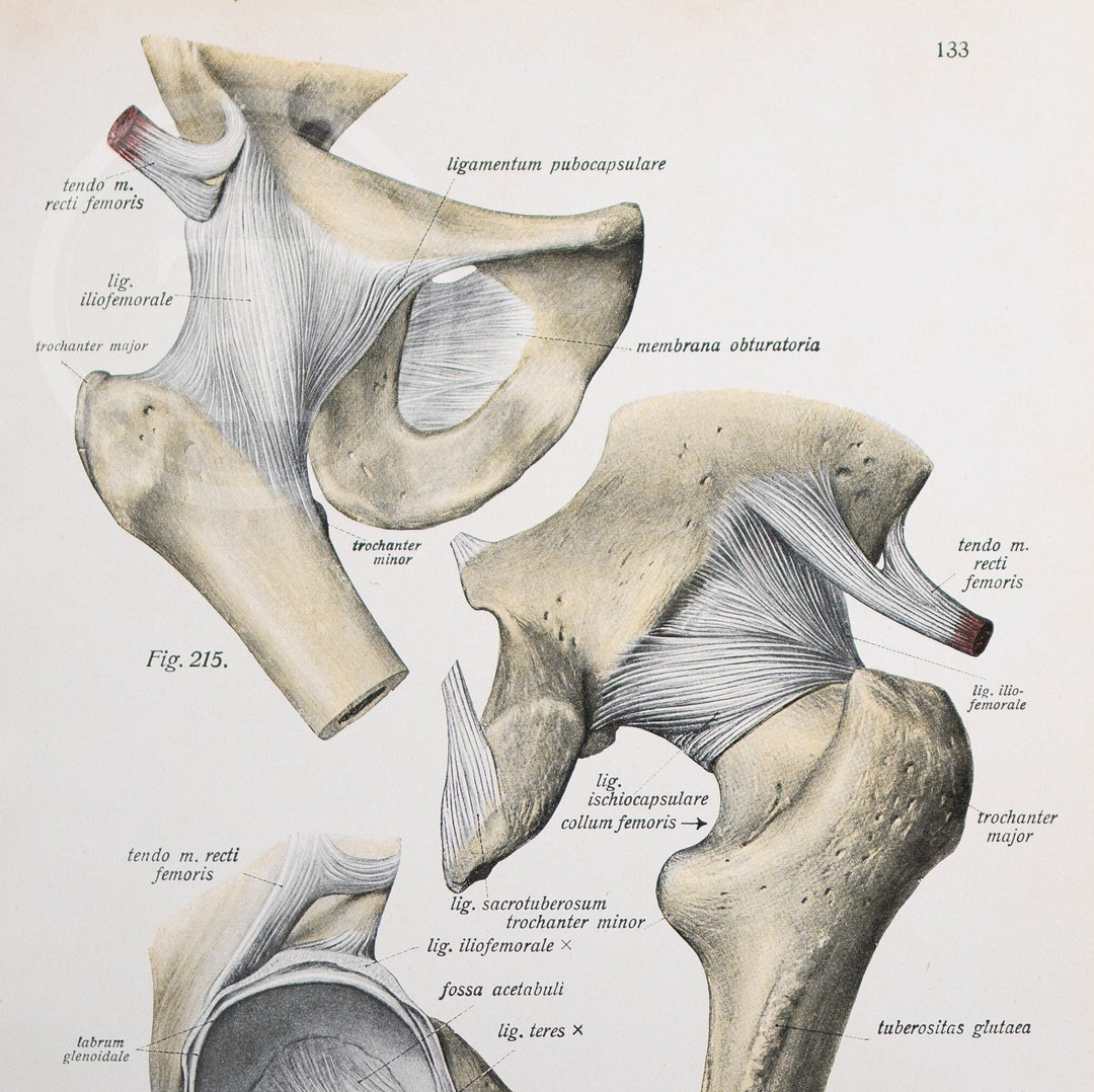 Hip Joint / Sacrococcygeal Ligaments / Human Anatomy - Descriptive ...
