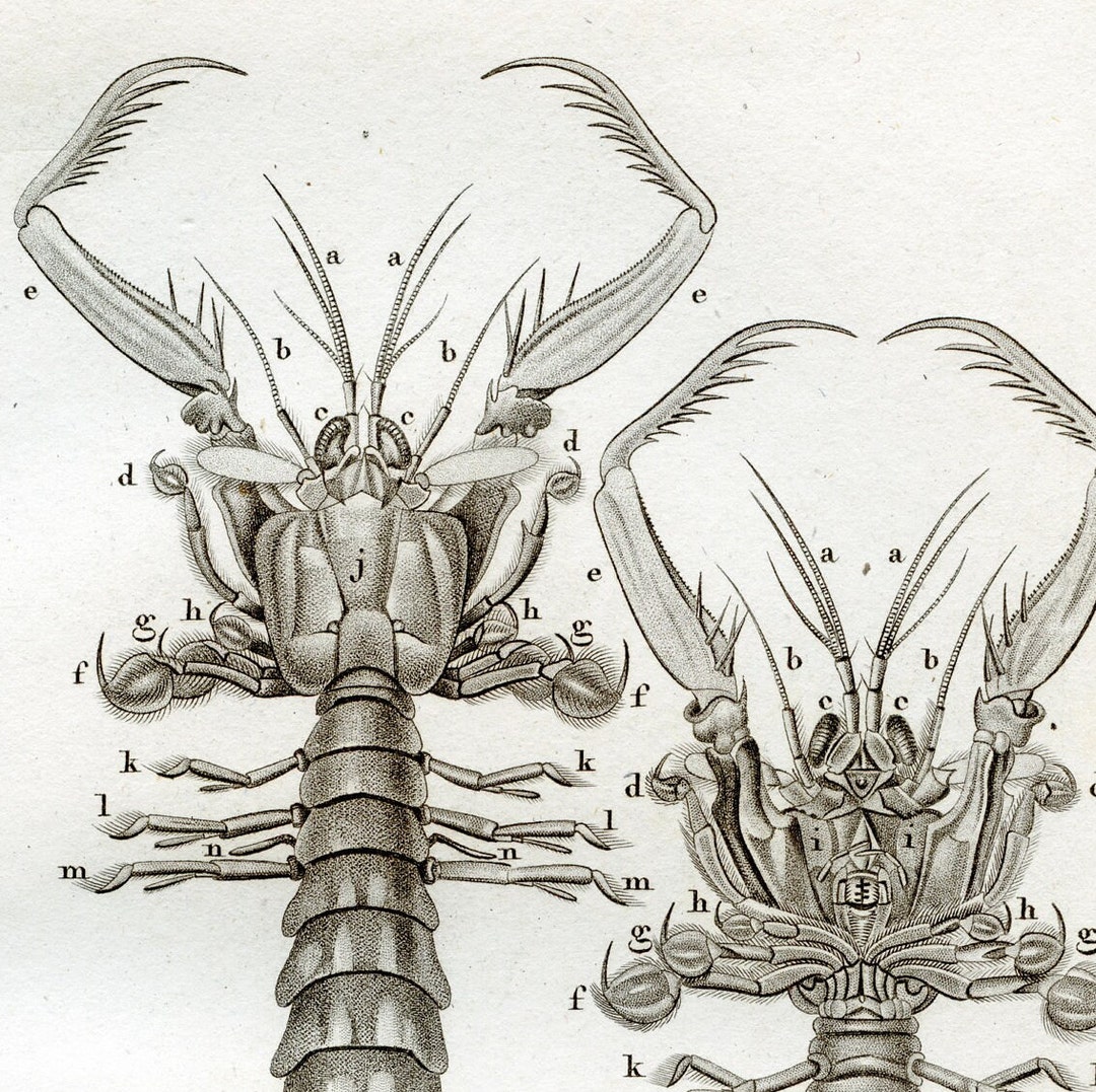 1825 - Mantis Shrimp Body Parts / Very RARE Engraving - Almost 200 ...