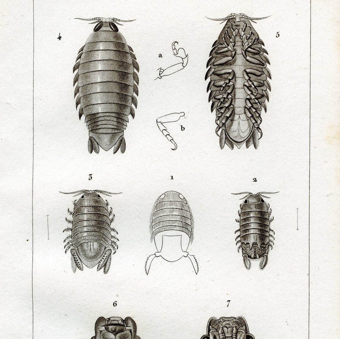 1825 - Isopods: Tooth Spherome, Cymothoid / From a French Book of ...