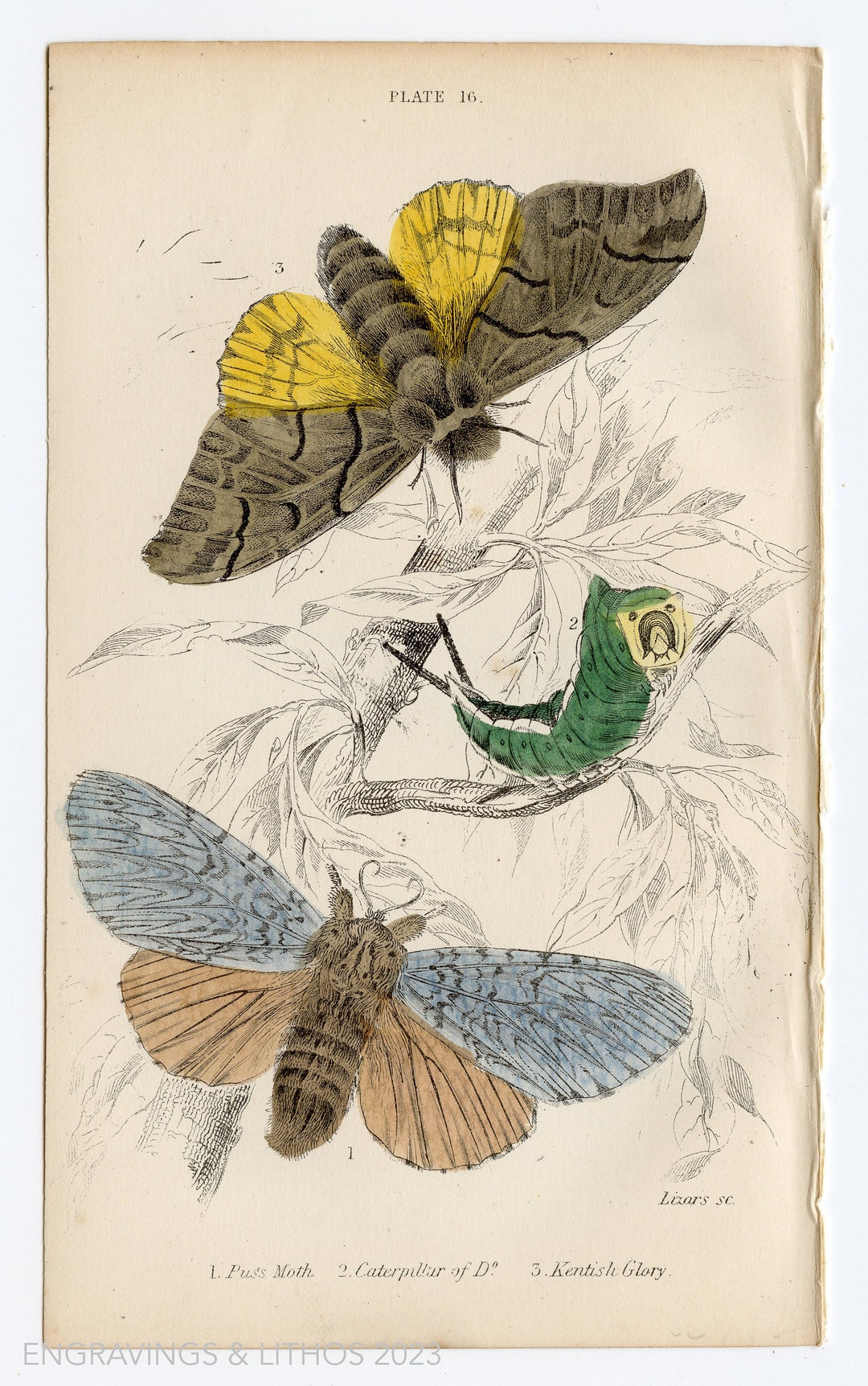 Puss Moth and Kentish Glory - Rare Hand-colored From "the Naturalist's ...