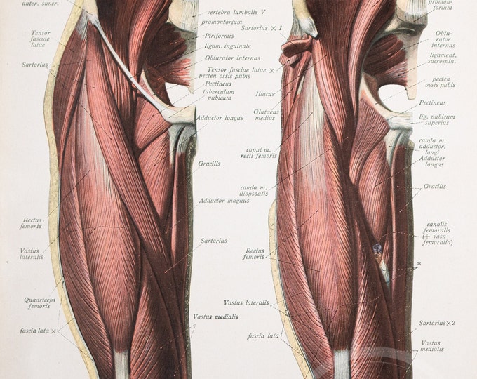 Thigh Muscles: Superficial, Middle and Deep / Human Anatomy ...