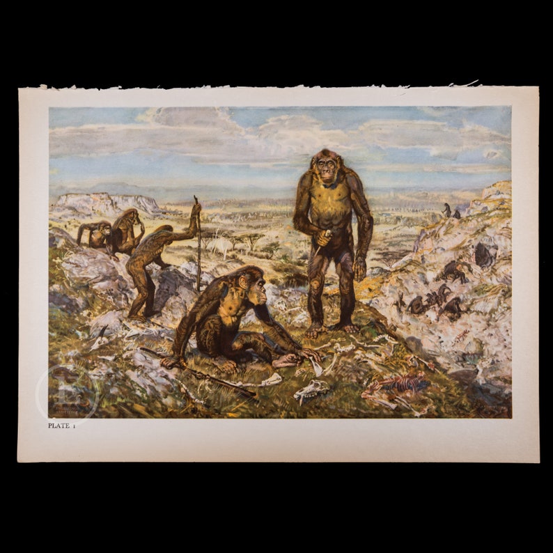 AUSTRALOPITHECINE - Original Vintage Lithograph Print of Prehistoric ...