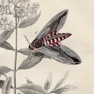 Berry Grape, Hawk-moth Smashed Berry, Seed, Greenish Eggs, Carterpillar ...