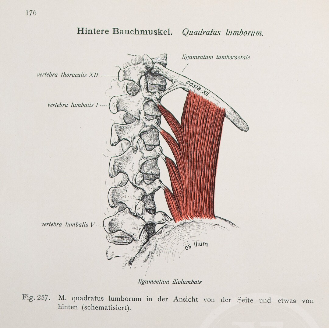 The QL: Quadratus Lumborum Muscle / Human Anatomy - Descriptive Anatomy ...