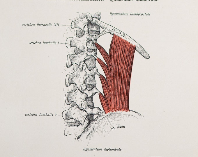 Le NQ : muscle carré des lombes / Anatomie humaine - Livre d'anatomie ...