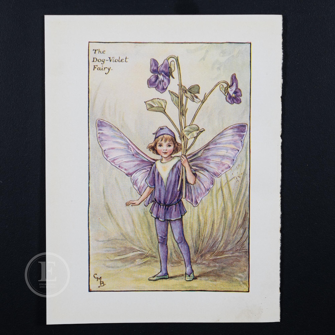 1940 the Dog-violet Fairy Small Vintage Flower Fairy Lithograph Nursery ...