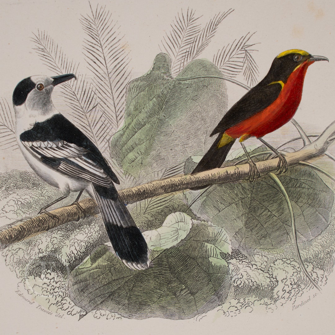 The Vanga Bird Yellow-crowned Gonolek / Original Hand-colored Plate ...