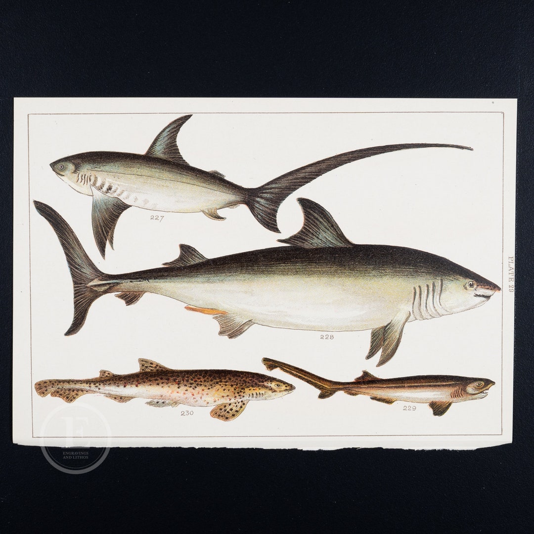 Lamnidae - Thrusher, Basking Shark, Rough Hound, Brown Shark - ORIGINAL ...
