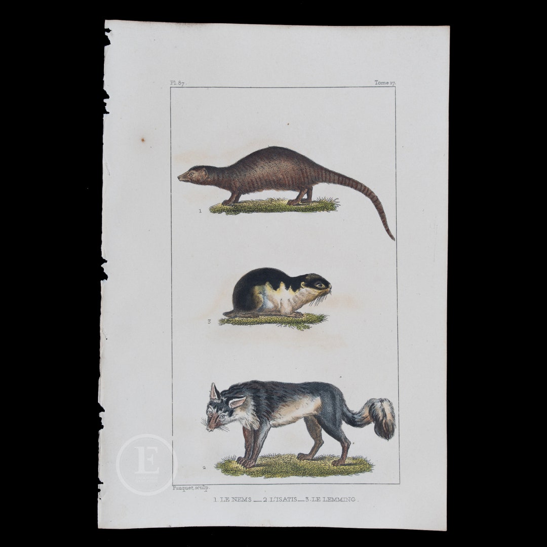 1829 Mongoose, Lemming and Arctic Fox / Authentic Steel Engraving From ...