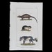 1829 Mongoose, Lemming and Arctic Fox / Authentic Steel Engraving From ...