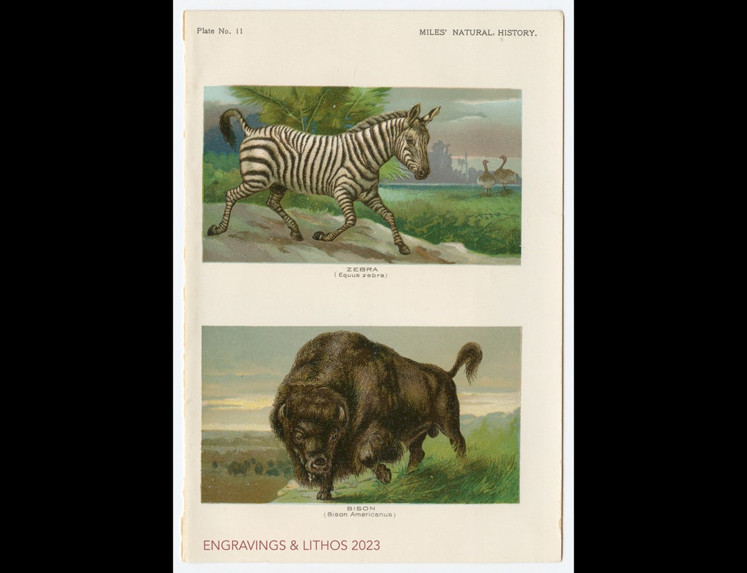 ZEBRA and BISON - Original Plate Lithography From a 1895 Book, - Etsy