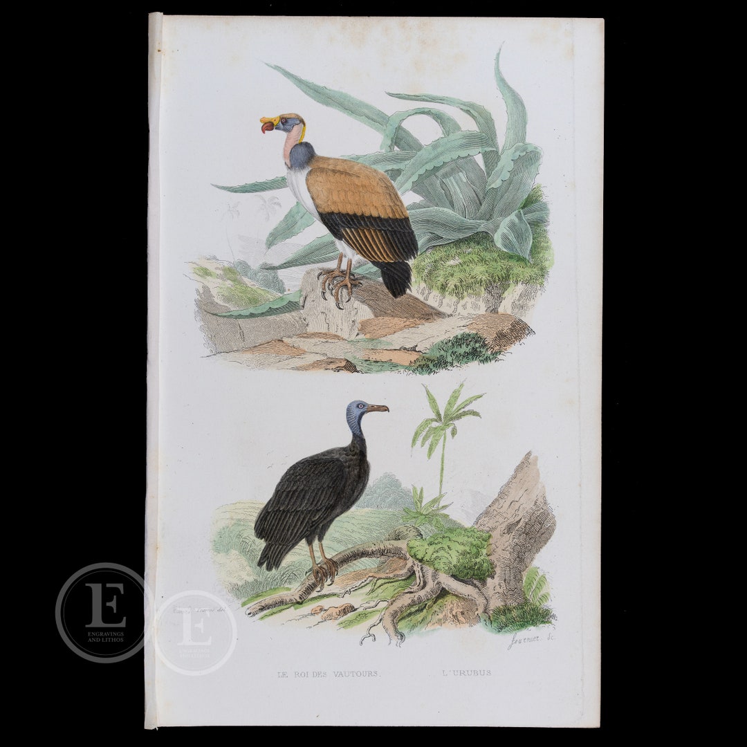 1845 VULTURES: KING and TURKEY - Authentic Steel Engraving and Hand ...