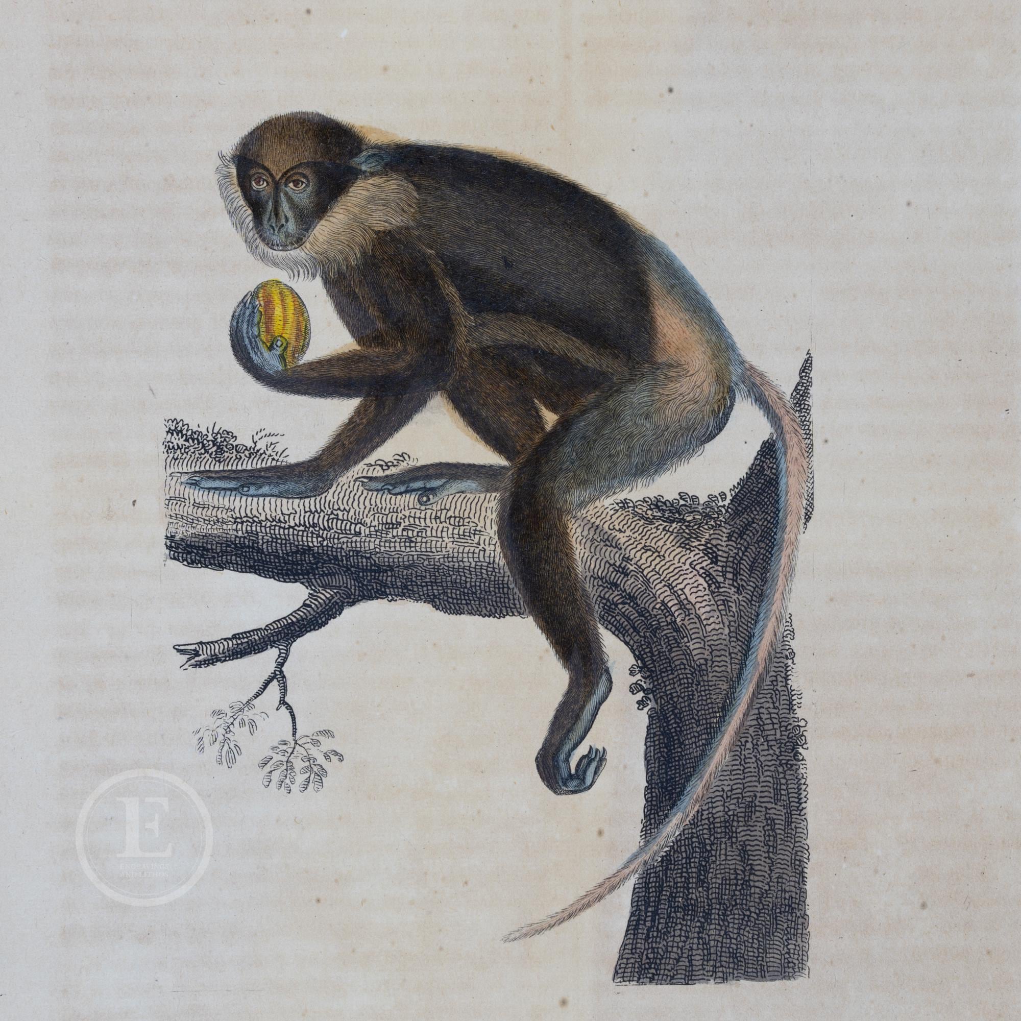 1840 SEMNOPITHECUS - Hand-colored Steel Engraving With Gum Arabic ...