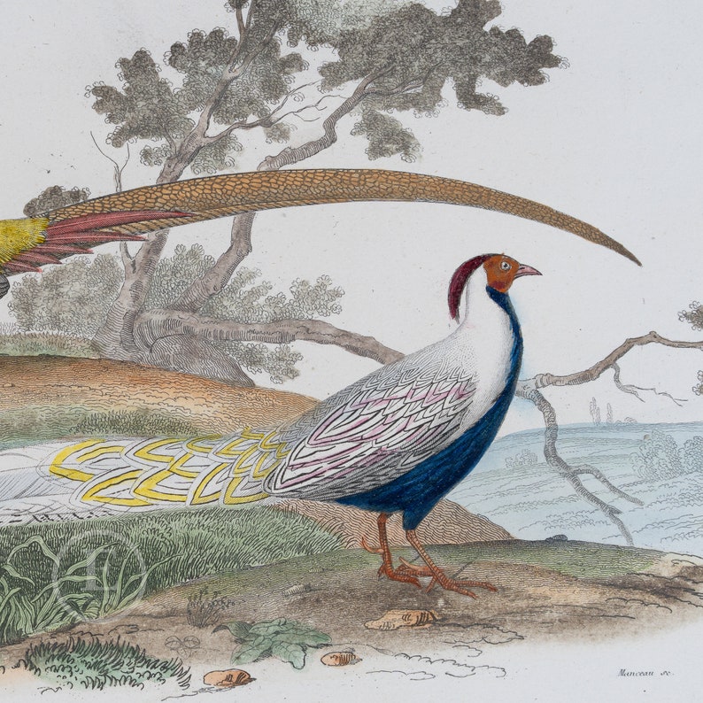 1845 PHEASANTS: GOLDEN and SILVER - Authentic Steel Engraving and Hand ...