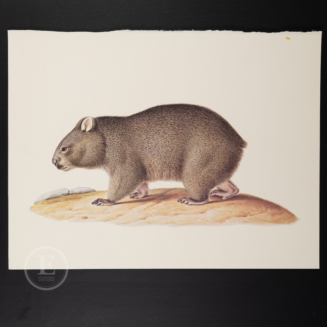 1970 Larousse Common Wombat Print: Vintage Animal Lithograph - Etsy
